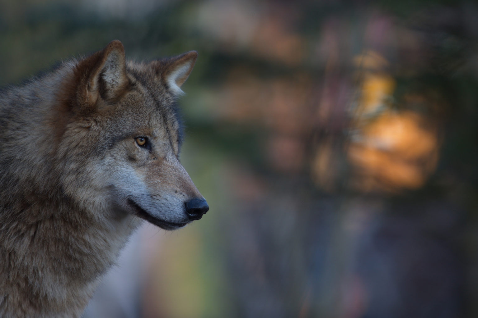 Der Wolf, das staatspolitische Tier - SP Schweiz